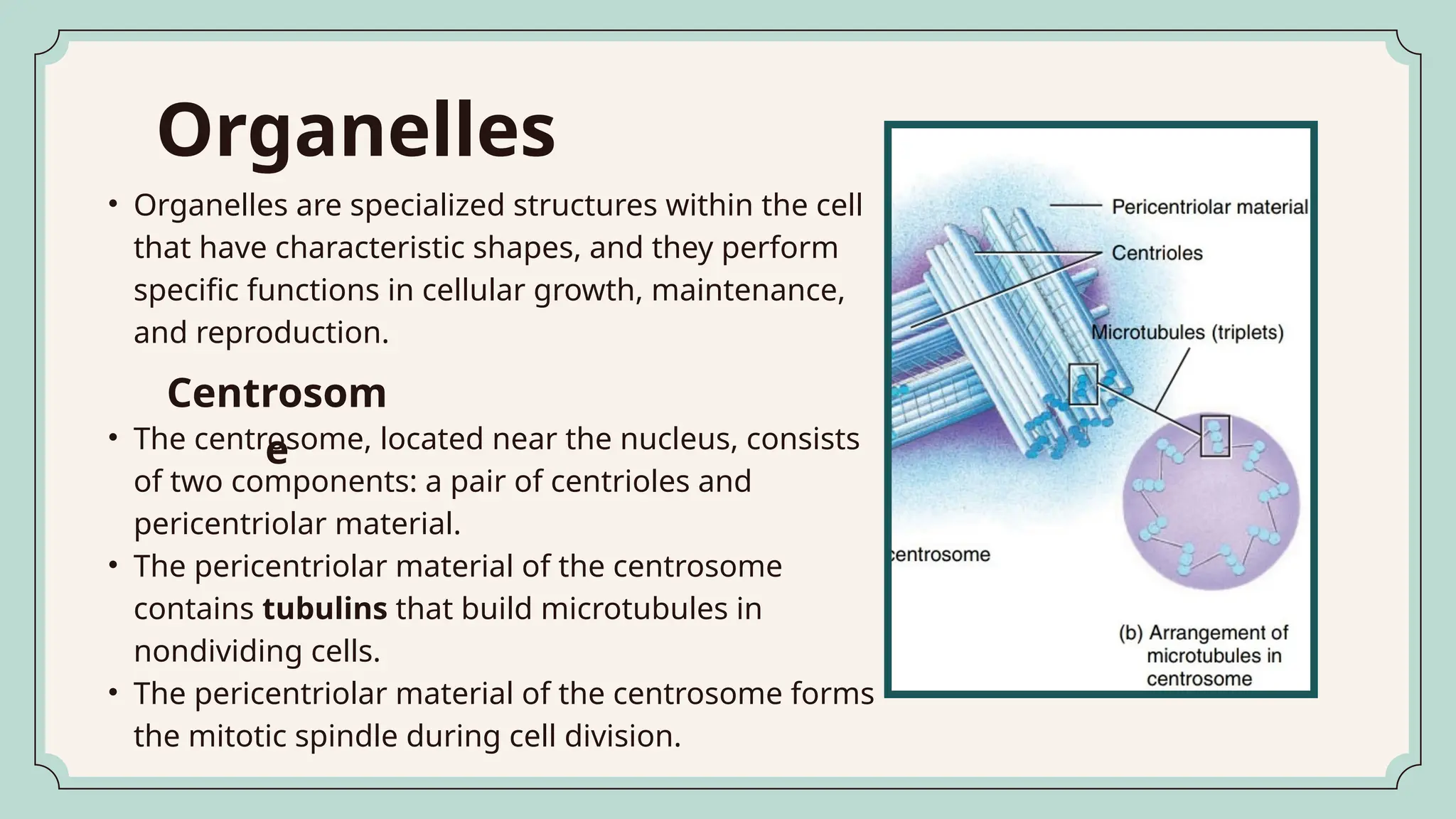 The structure and function of a cell, and it's organelles. | PPTX