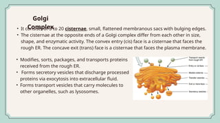 The structure and function of a cell, and it's organelles. | PPTX