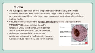 The structure and function of a cell, and it's organelles. | PPTX