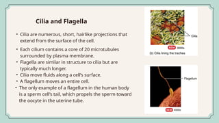 The structure and function of a cell, and it's organelles. | PPTX
