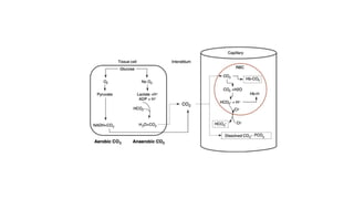 CO2 gap and lactic acidosis in critical care | PPT