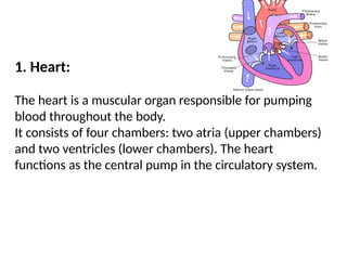 Functions of the Cardiovascular System | PPT
