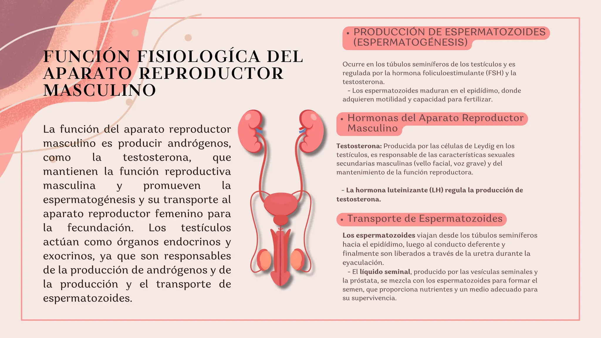 Aparato reproductor femenino y masculino | PDF