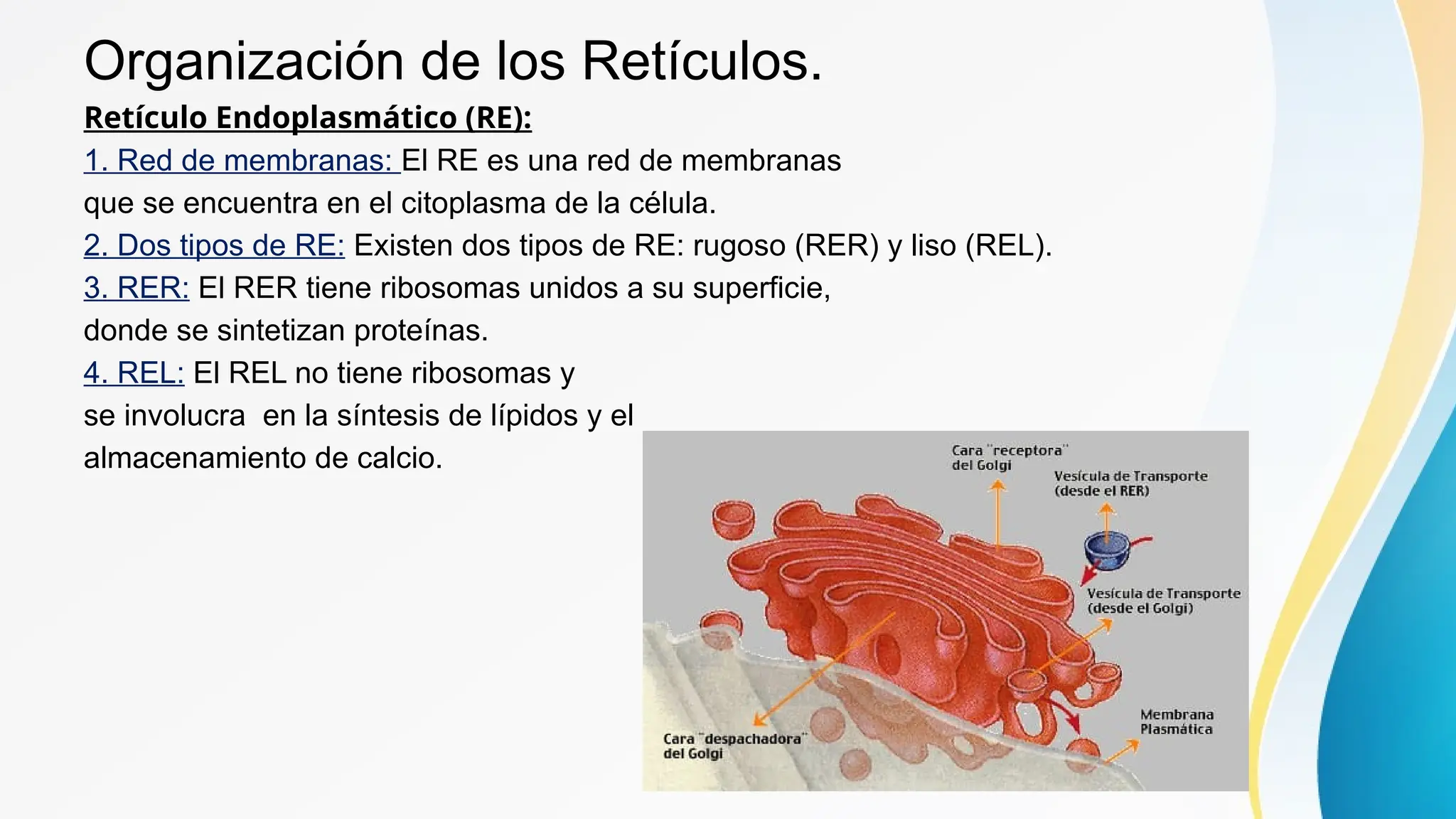 Biología celular: retículo endoplasmatico rugoso y liso. | PPTX
