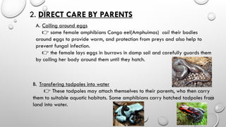 parental care in amphibians ( zoology notes) | PPTX