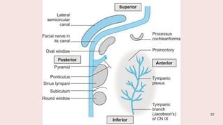 Anatomy of external ear and middle ear 1 | PDF
