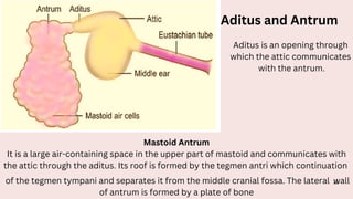 Anatomy of external ear and middle ear 1 | PDF