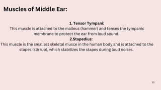Anatomy of external ear and middle ear 1 | PDF