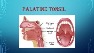Palatine tonsil (anatomy, location and features) | PDF