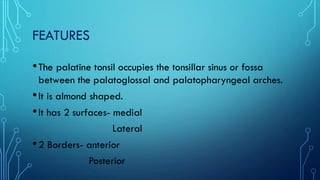 Palatine tonsil (anatomy, location and features) | PPT