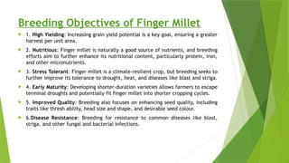 Finger millet and foxtail millet and their details | PPTX