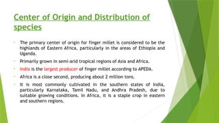 Finger millet and foxtail millet and their details | PPTX
