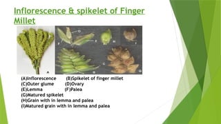 Finger millet and foxtail millet and their details | PPTX