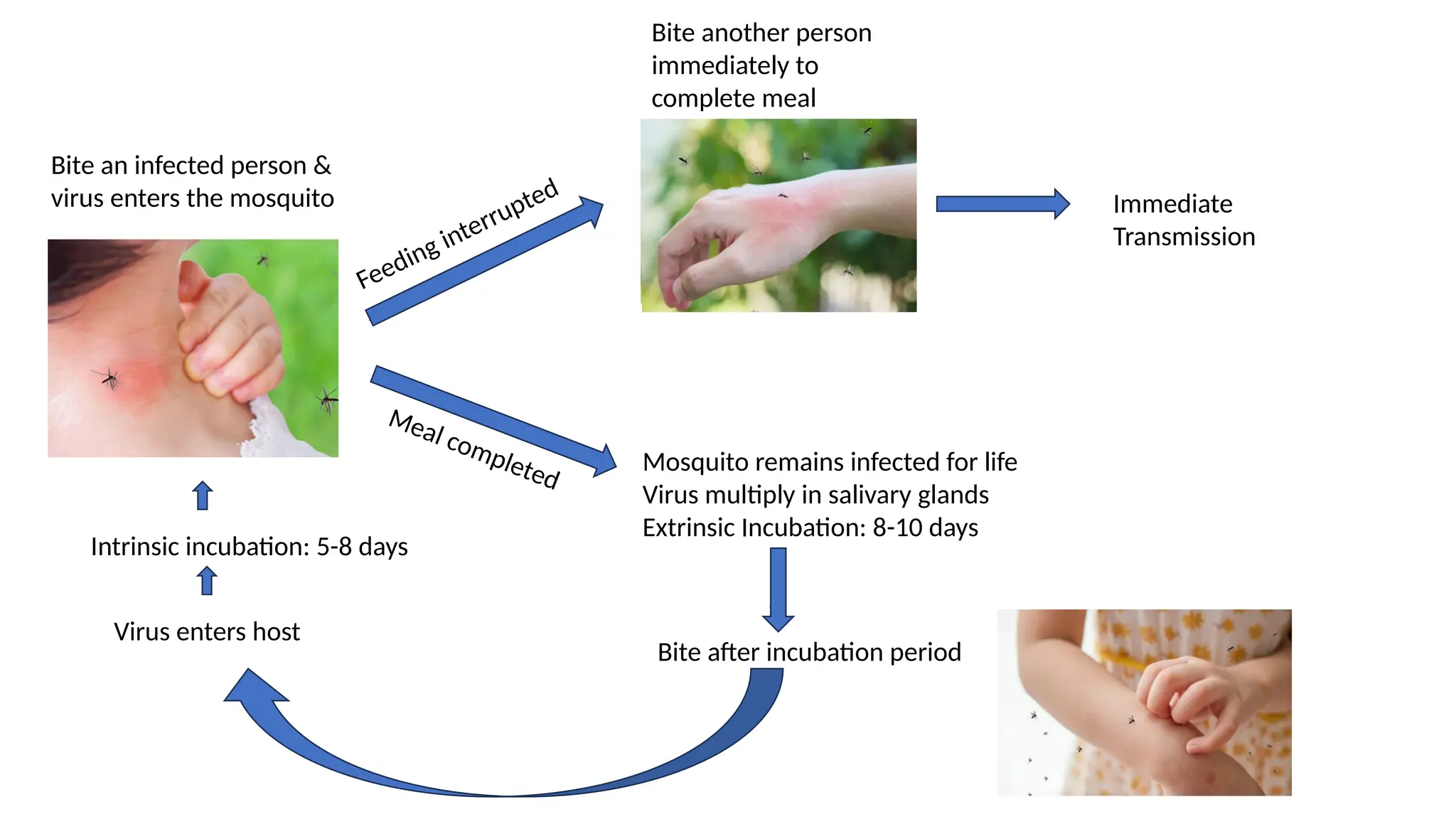 Severe fever with thrombocytopenia syndrome (SFTS) is an acute febrile ...