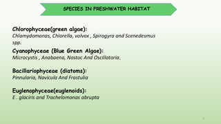 Distribution of algae and it's habitat.pdf