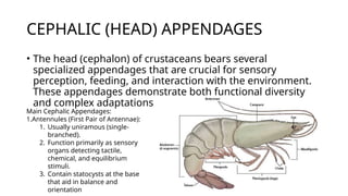 The Appendages of Crustacean.............. | PPTX