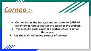 Cornea anatomy ppt eyeball cornea. ..pdf