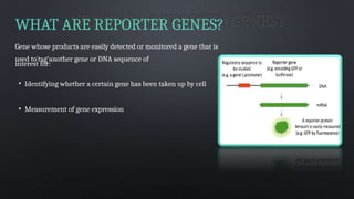 Reporter gene assay with flow cytometry assay pdf.pptx