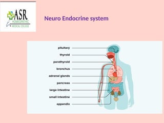 DOC-diffusion in neuroendocrine system(1).pptx