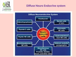 DOC-diffusion in neuroendocrine system(1).pptx