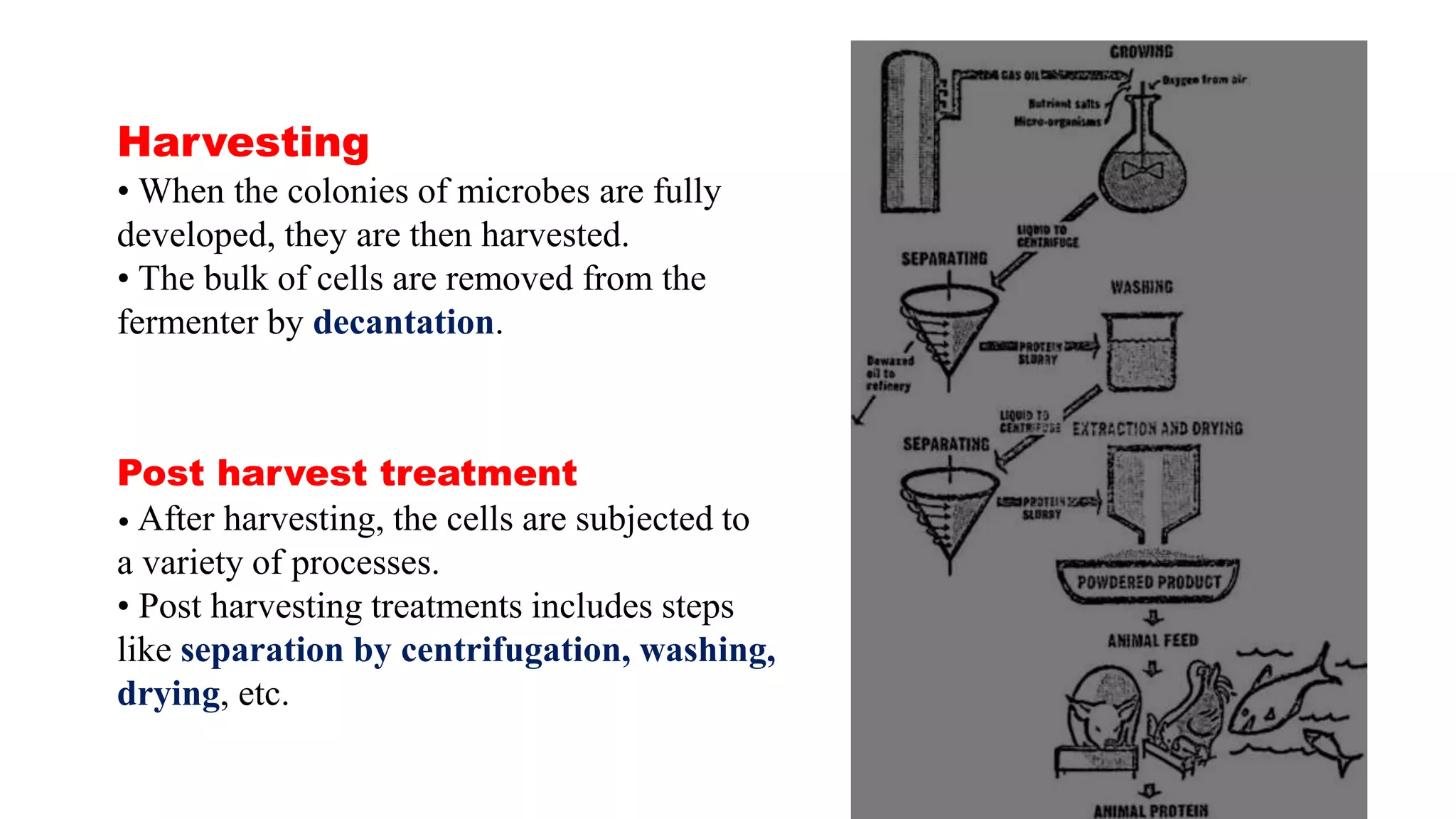 SINGLE CELL PROTEIN | PPTX