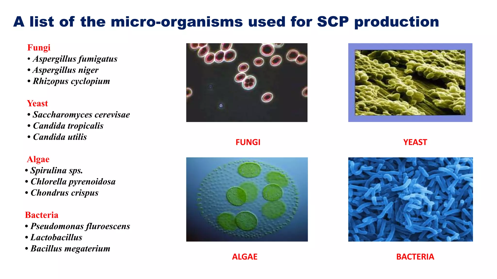 SINGLE CELL PROTEIN | PPTX