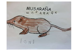 Musaraña | PDF