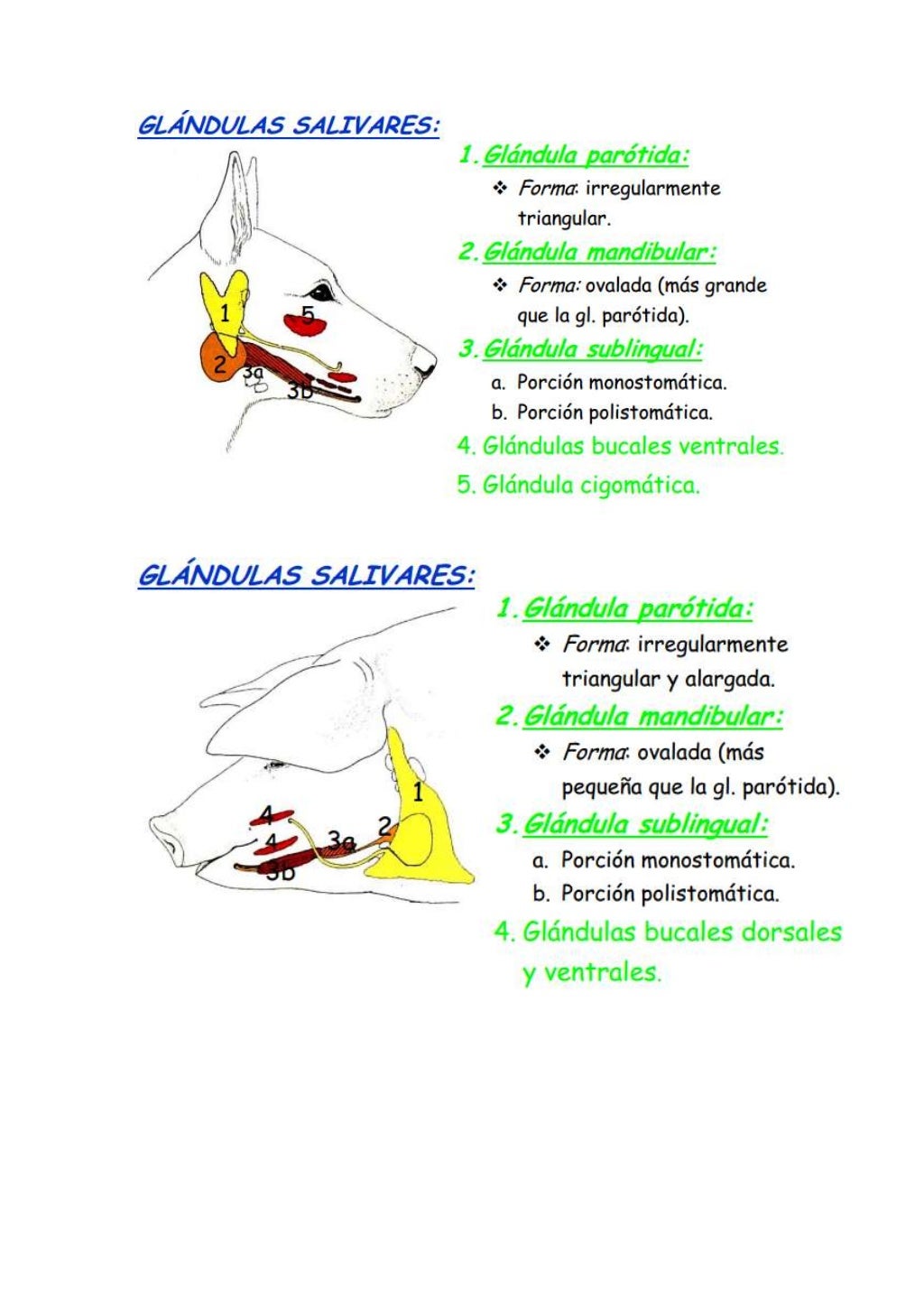 Glándulas Salivales Equino Bovino Canino Porcino