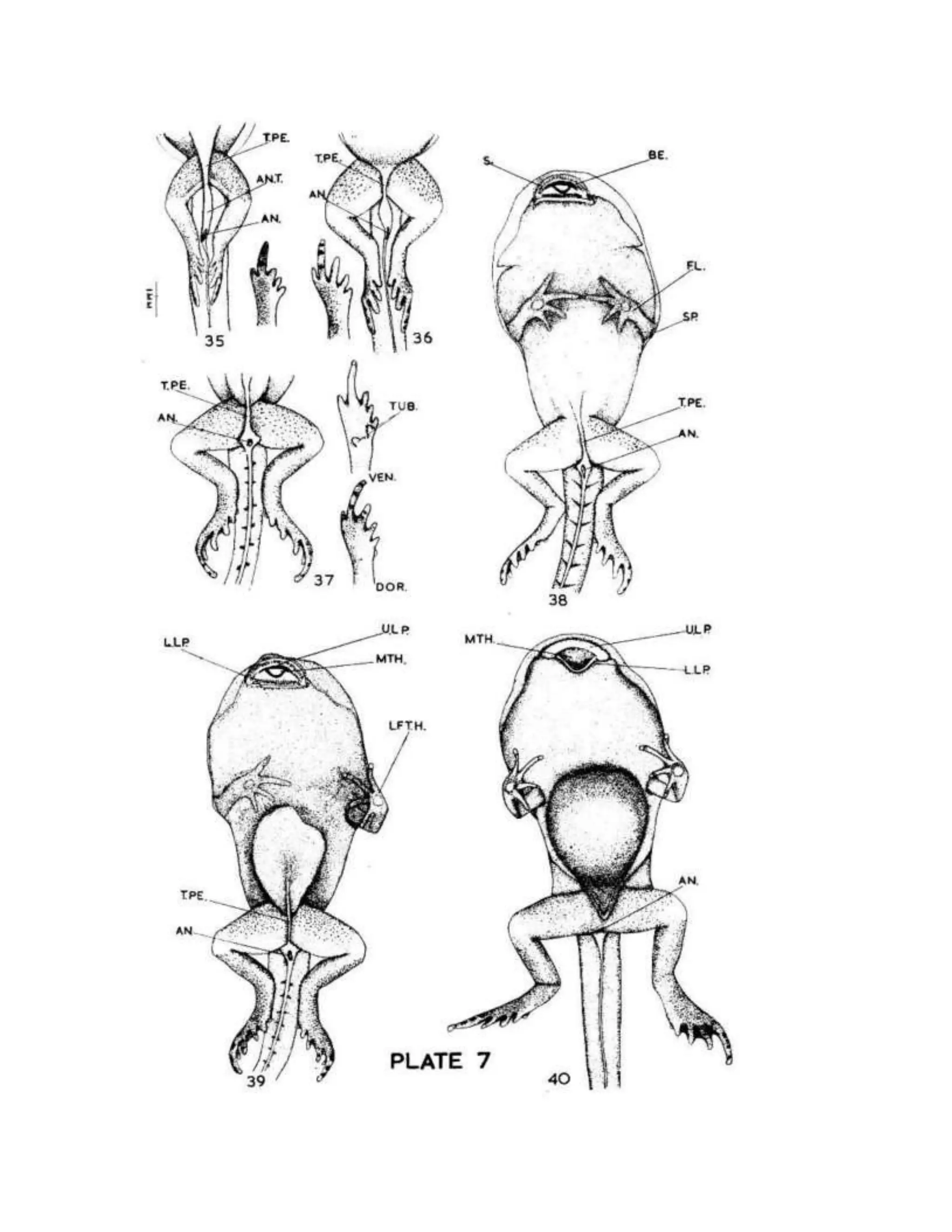 Stages in normal development of common toad D. stomaticus | DOCX