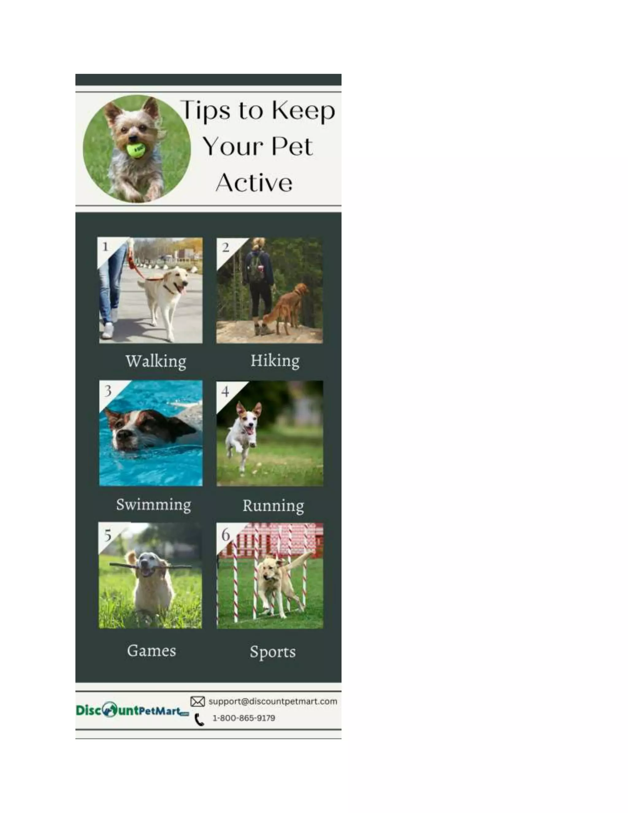 Tips to Keep Pet Active | PDF