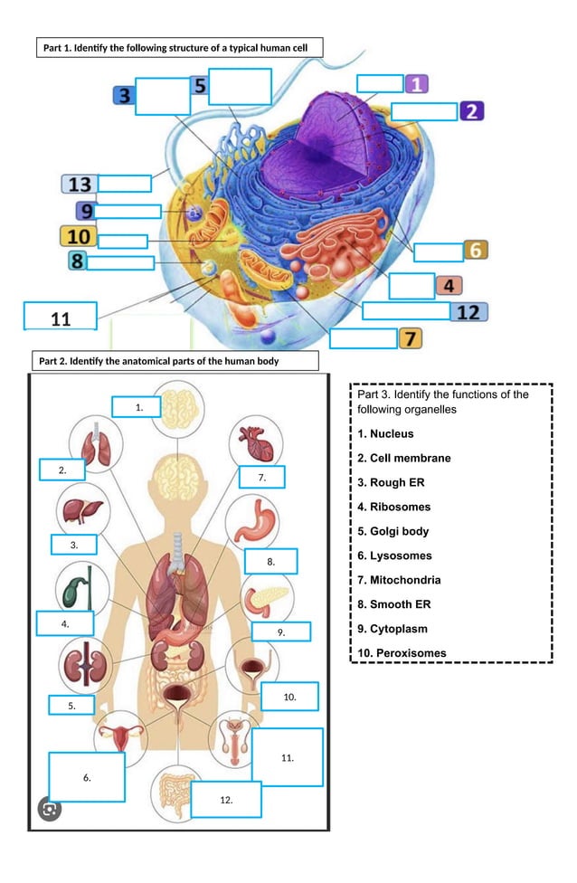 Identify the parts of the cell and human body | DOCX
