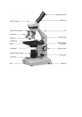 guided discovery through hands-on activities | PDF