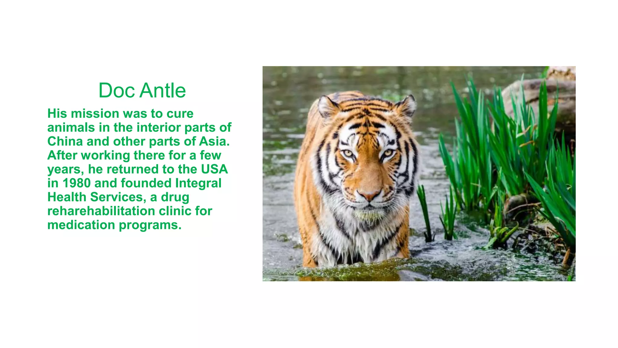 Doc antle $ T.I.G.E.R.S. | PPT