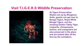 Doc antle $ T.I.G.E.R.S. | PPT