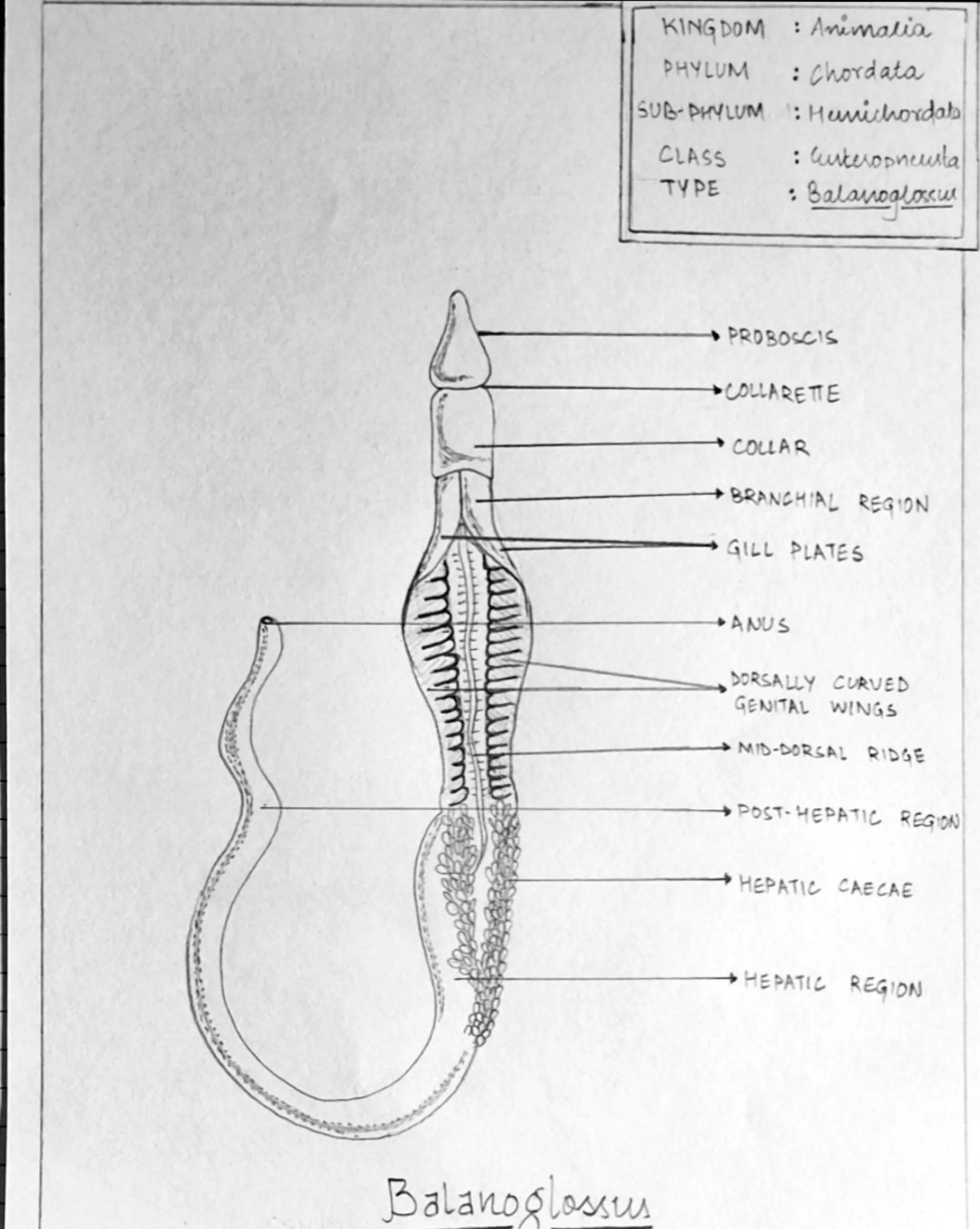 Diversity Of Chordates BSC 2nd year practical file | PDF