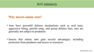 Imitative strategies in insects: The mechanism of mimicry | PPT | Free ...