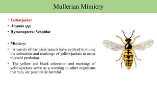 Imitative strategies in insects: The mechanism of mimicry | PPT | Free ...