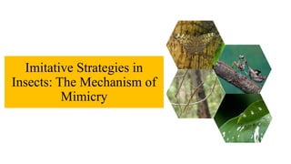 Imitative strategies in insects: The mechanism of mimicry | PPT | Free ...