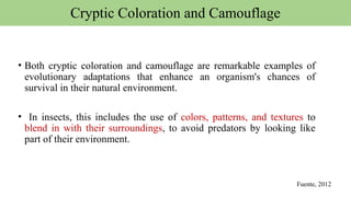 Imitative strategies in insects: The mechanism of mimicry | PPT | Free ...