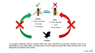 Imitative strategies in insects: The mechanism of mimicry | PPT | Free ...