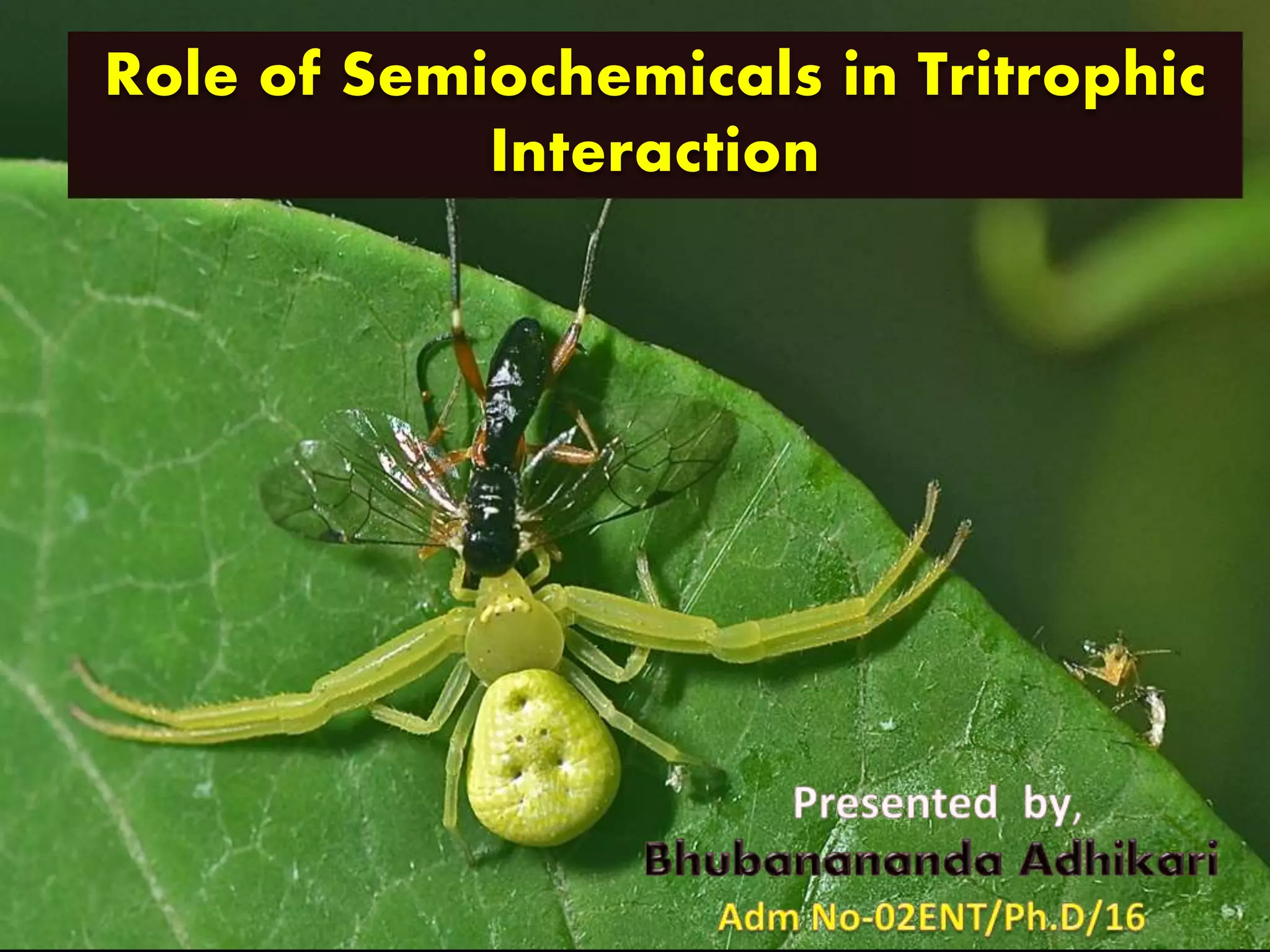 Role of Semiochemicals in Tritrophic Interaction (Bhubanananda Adhikari ...