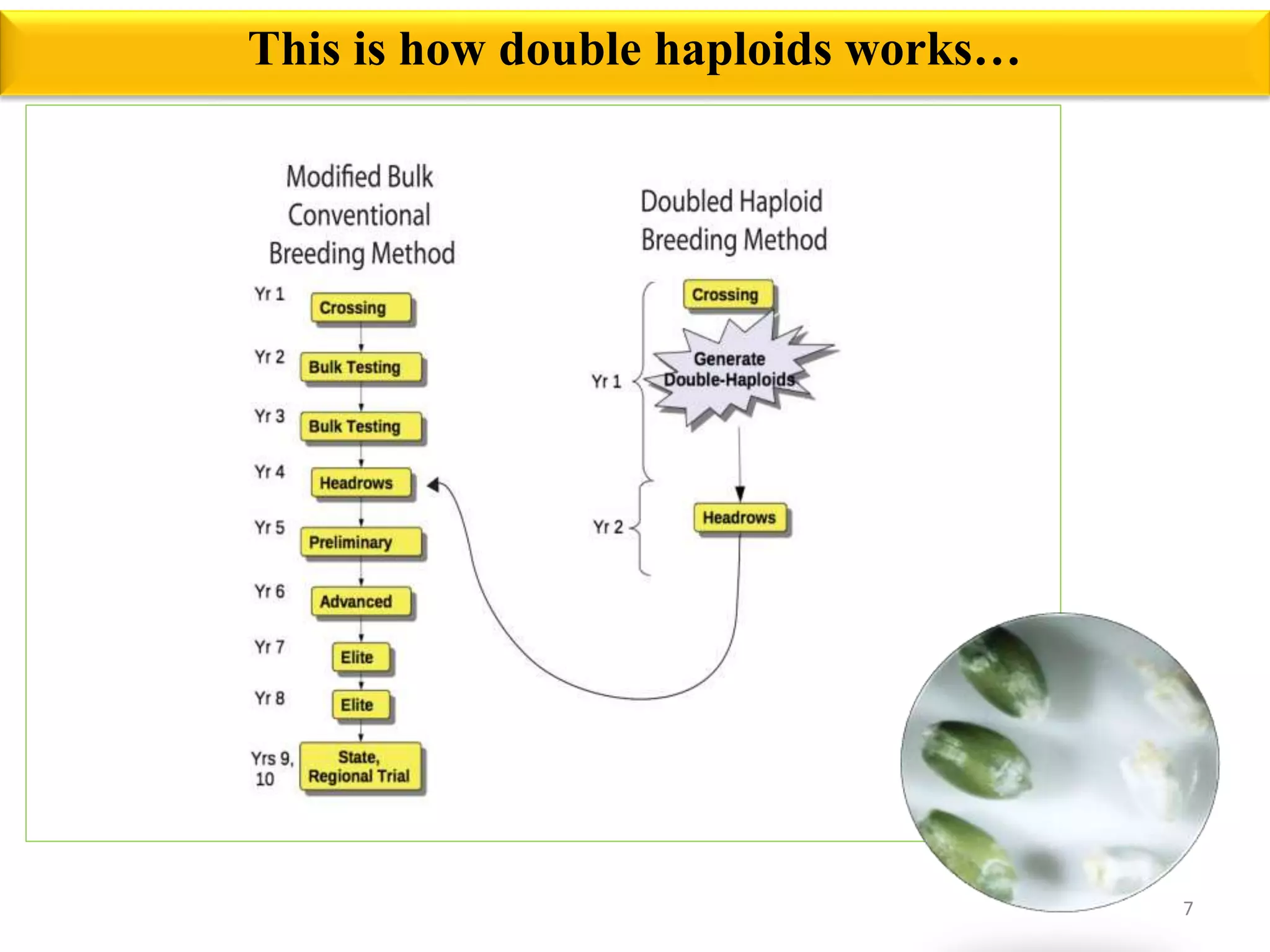 Speed Breeding for crop improvement | PPTX