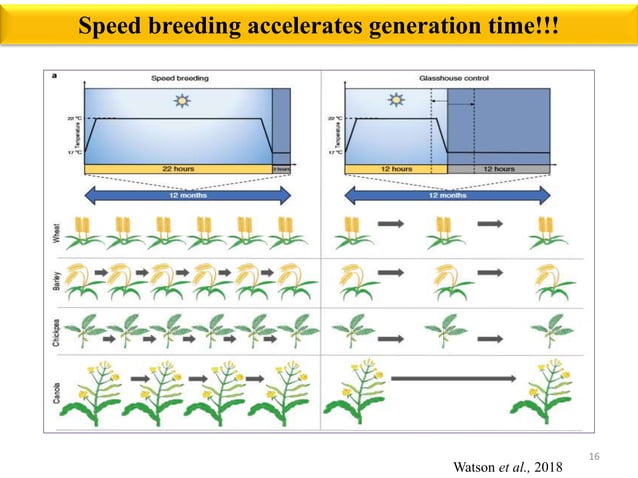 Speed Breeding for crop improvement | PPTX | Agriculture | Industries