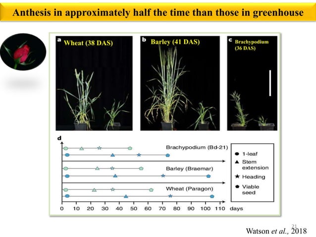 Speed Breeding for crop improvement | PPTX | Agriculture | Industries