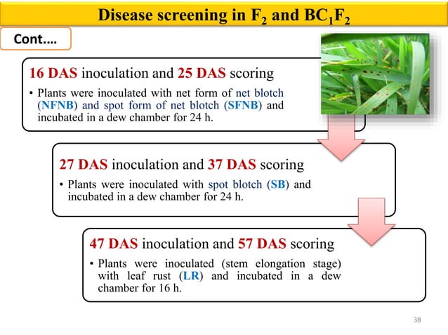Speed Breeding for crop improvement | PPTX | Agriculture | Industries