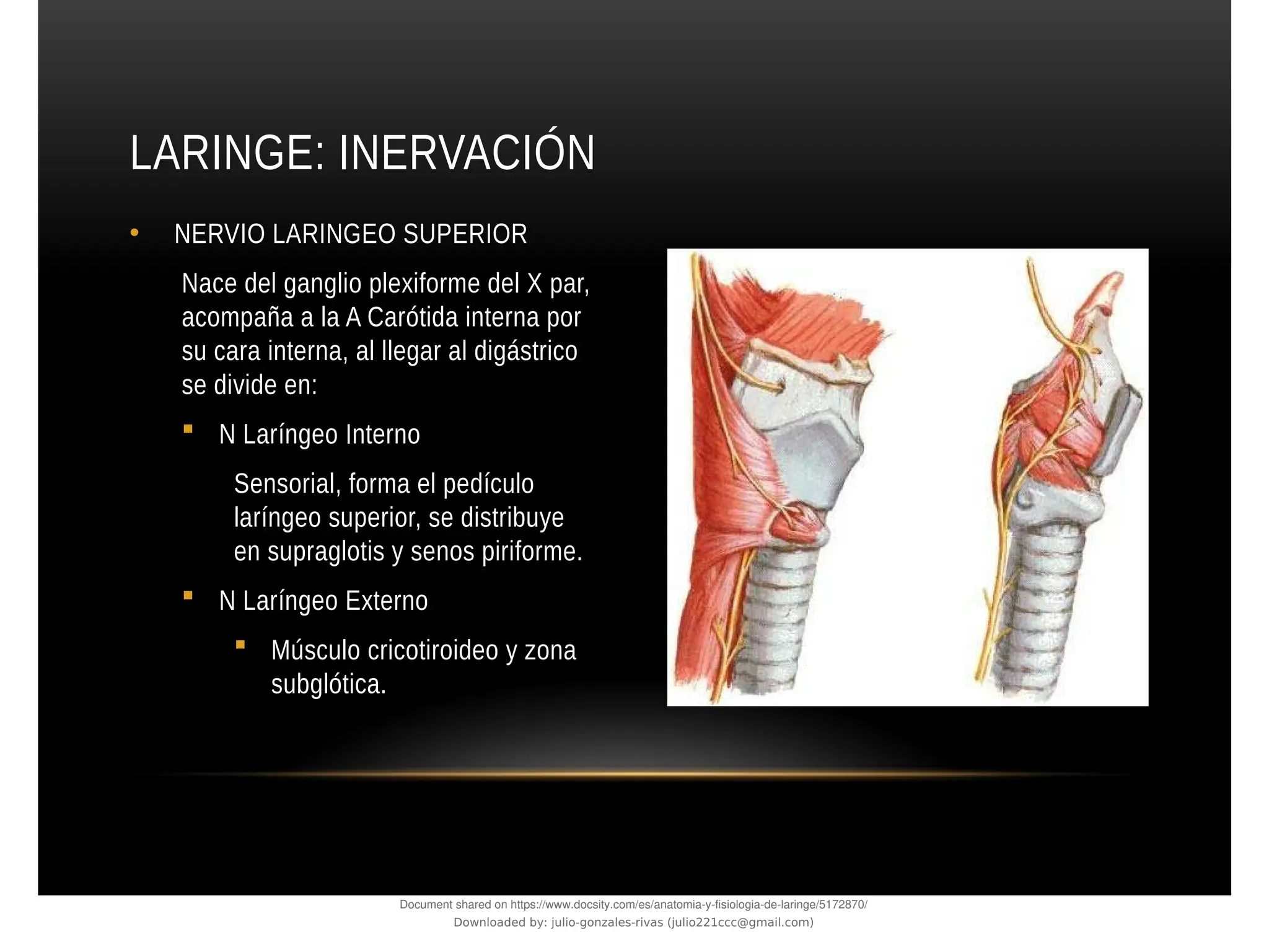 docsity-anatomia-y-fisiologia-de-laringe.pdf