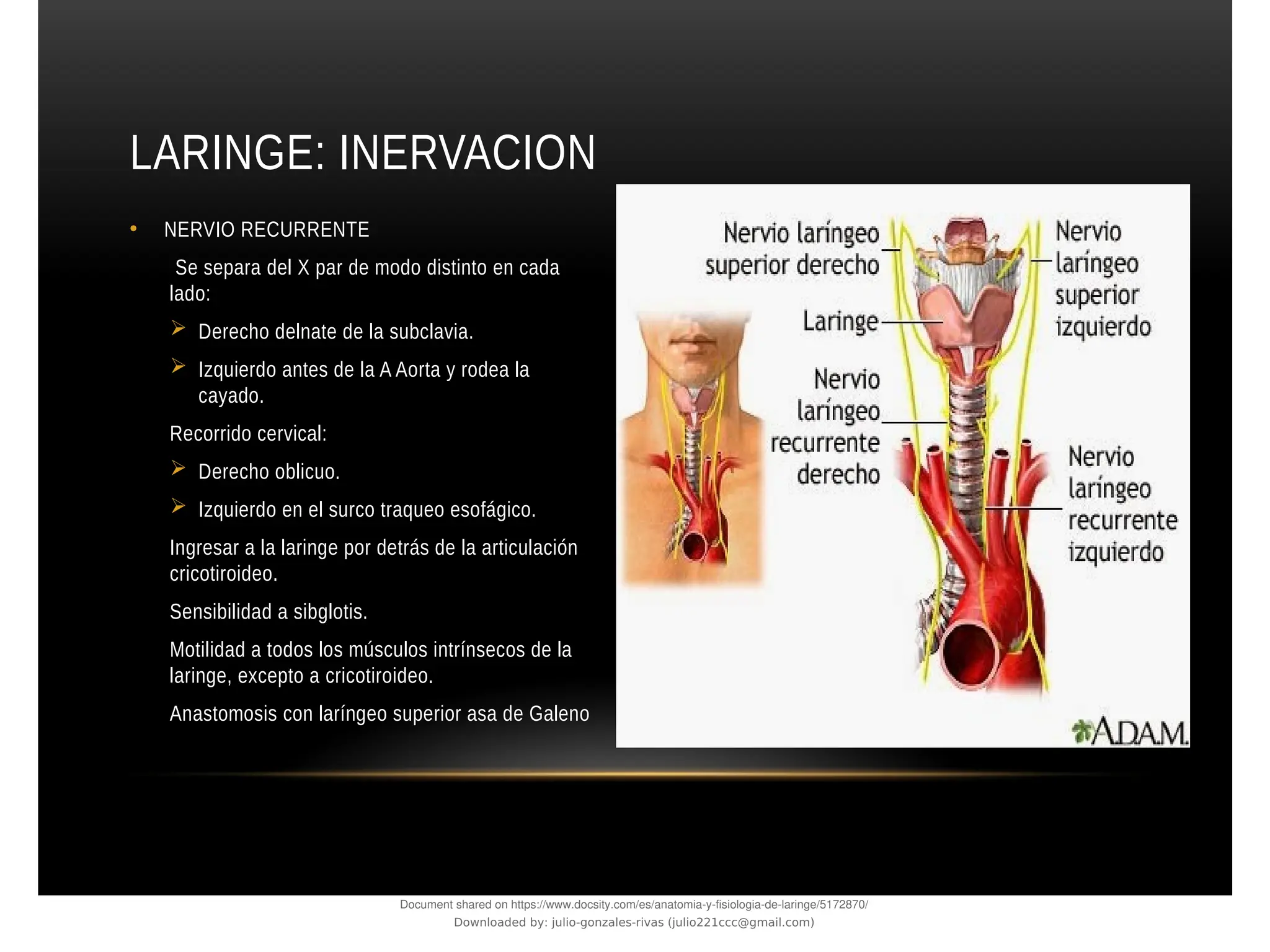 docsity-anatomia-y-fisiologia-de-laringe.pdf