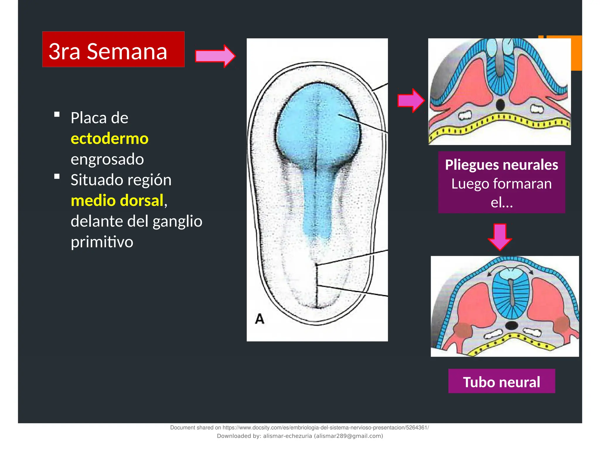 docsity-embriologia-del-sistema-nervioso-presentacion.pdf