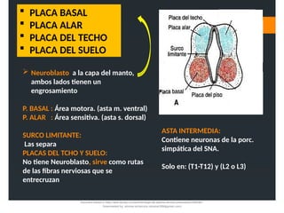 docsity-embriologia-del-sistema-nervioso-presentacion.pdf