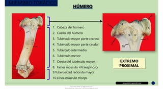 docsity-esqueleto-apendicular-del-equino-clase-3-de-anatomia (1).pdf